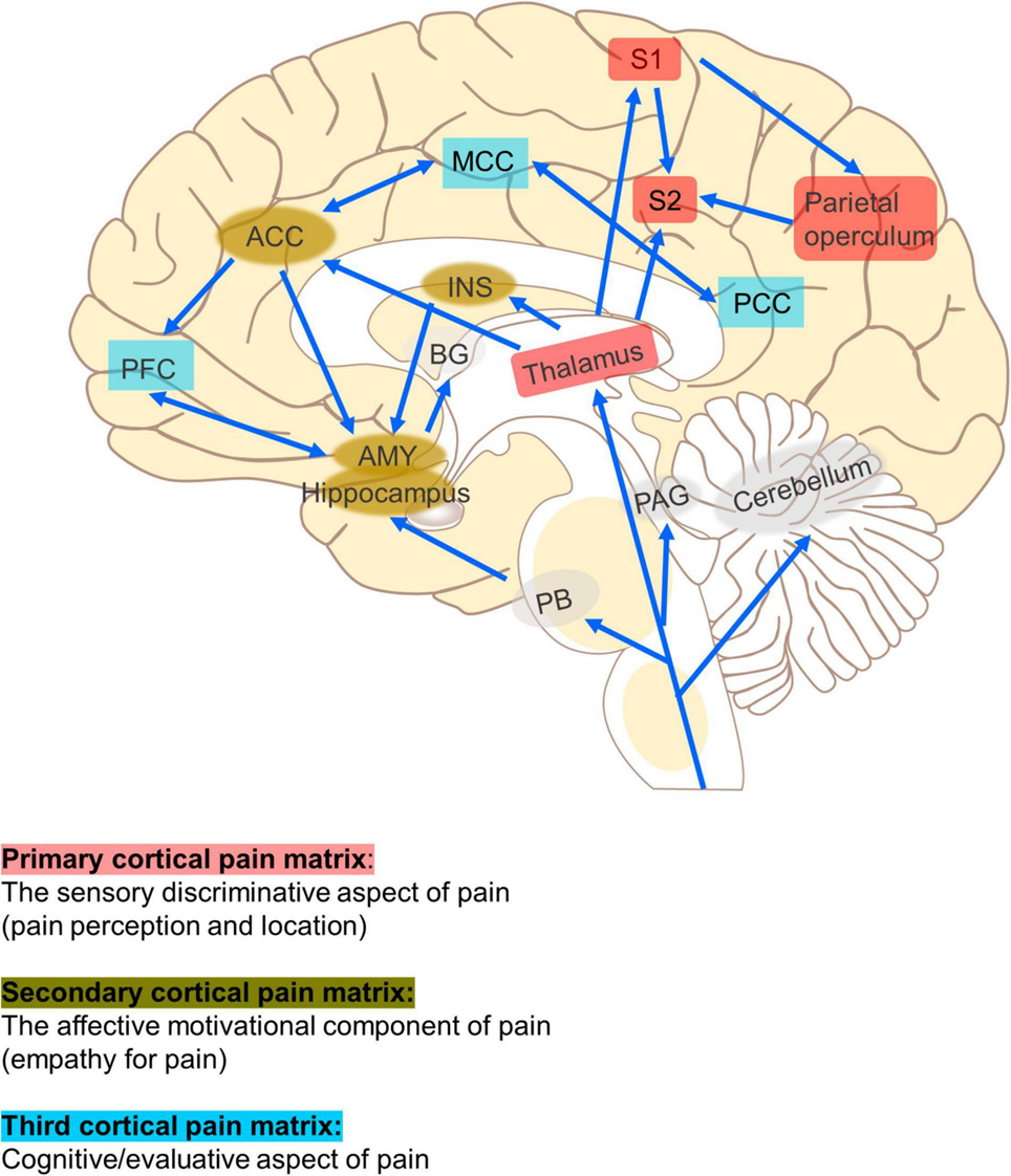 Pijn en neurocognitieve stoornissen: stand van zaken en de weg nog te ...